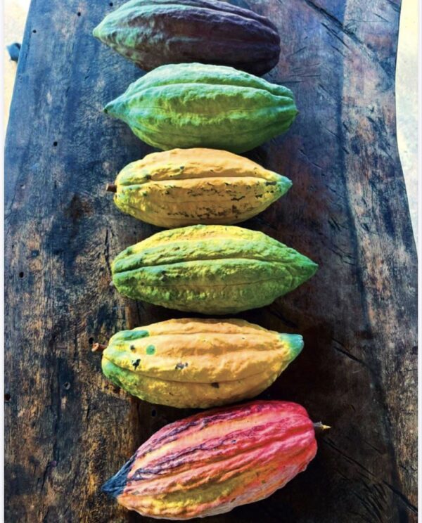 Azul Chocolate Mushroom bar | Azul Chocolate bar where to buy